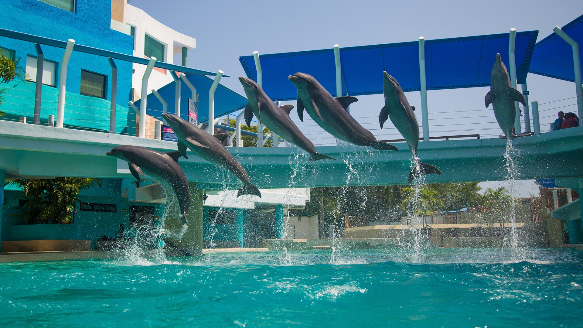 Delphinus Tickets | Precios para nadar con delfines en el Acuario de La ...